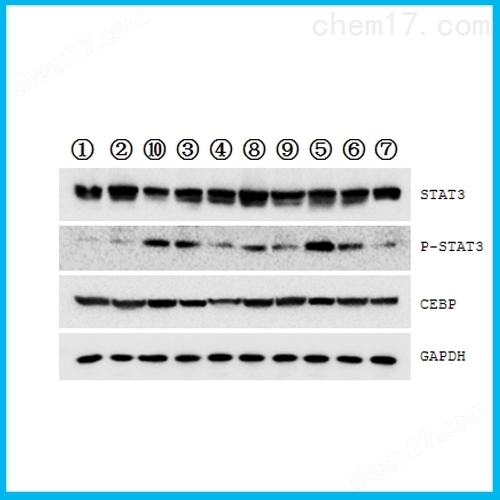 WB（核蛋白、线粒体蛋白、膜蛋白）-化工仪器网